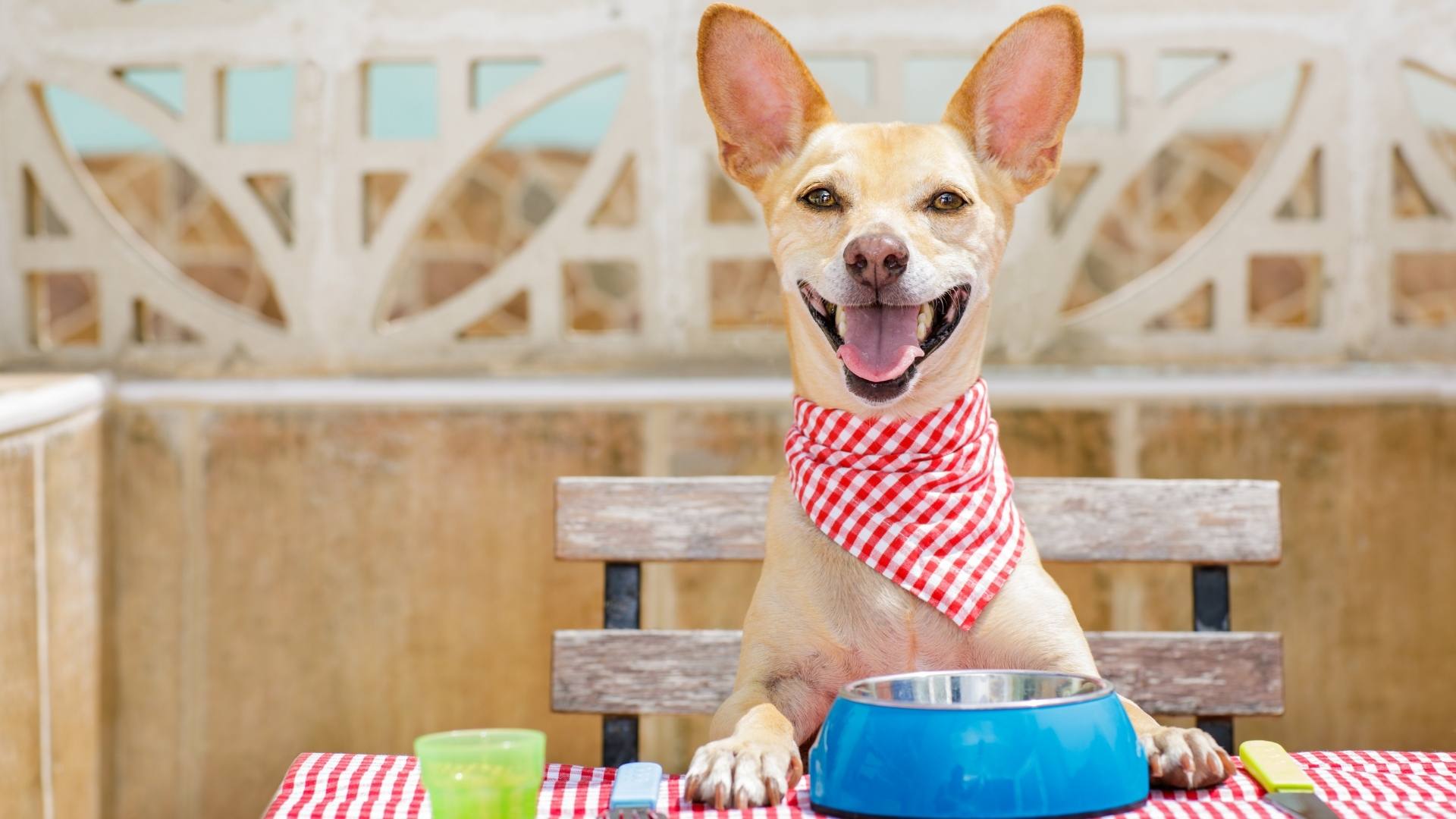 Barfen – mit frischen Hundemenüs zum gesunden Wohlbefinden - schlaudog ...